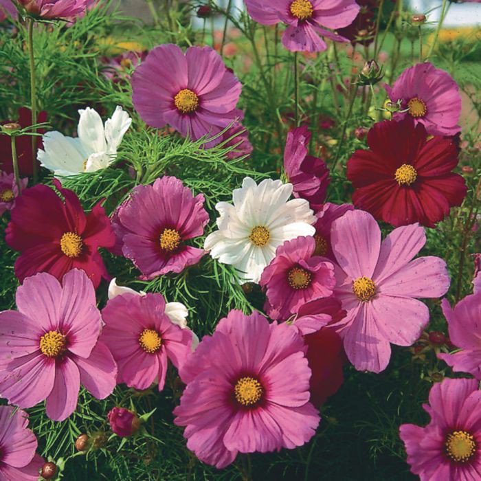 BIJI BENIH BUNGA COSMOS SENSATION MIXED(10 SEEDS)-BUNGA UNTUK KELULUT ...