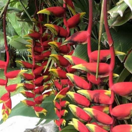 Anak Pokok Bunga Red Heliconia Rostrata | Shopee Malaysia