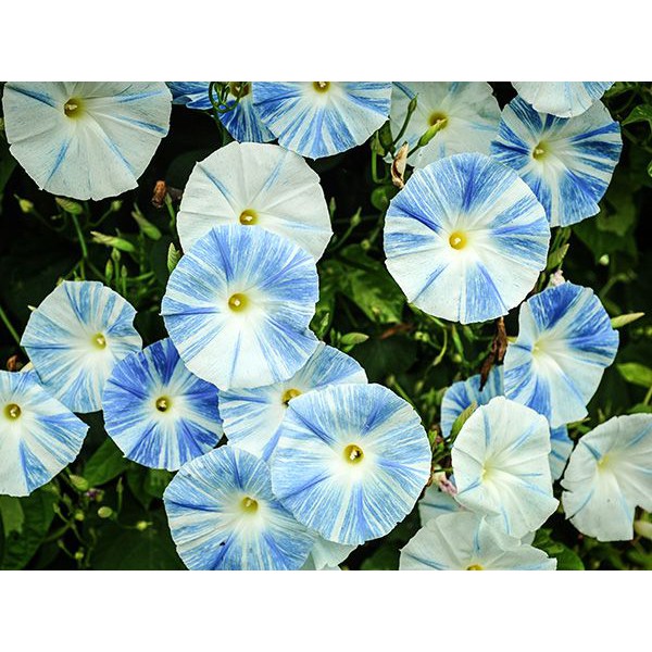 BIJI BENIH BUNGA SERI PAGI BIRU MUDA/MORNING GLORY FLYING SAUCERS(10 ...