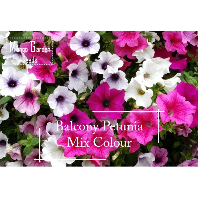 *Easy* Petunia Flower Mix Colour Seeds - 100 Seed *Pot Friendly ...