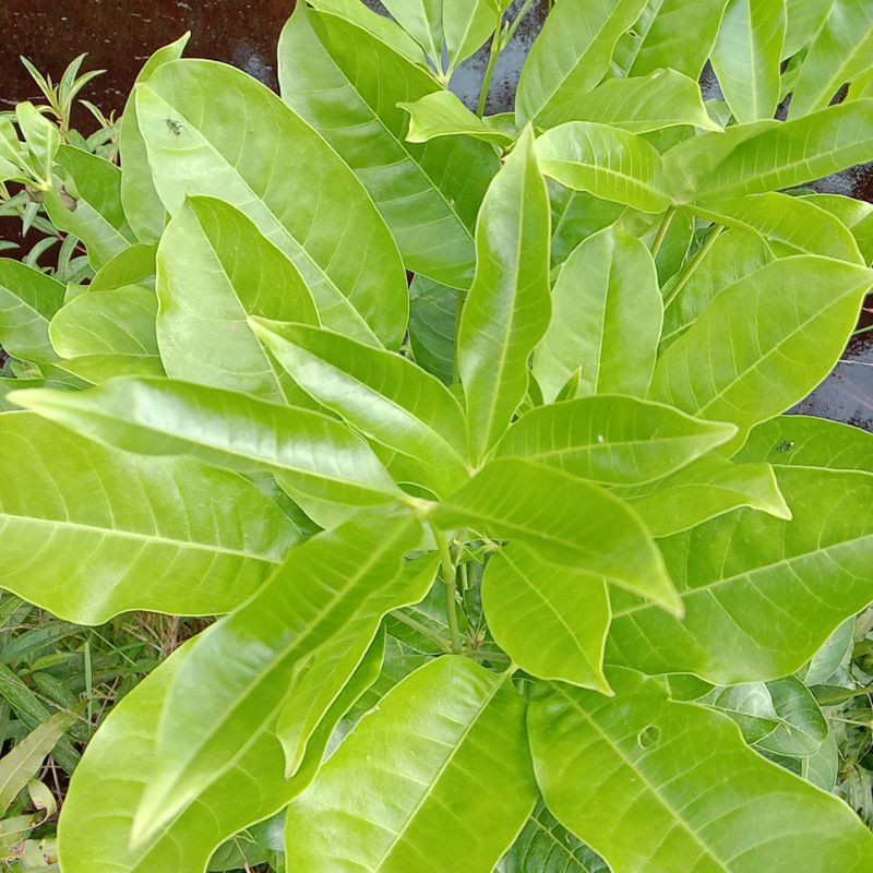 Pokok Tenggek Burung size sedang ulam berkhasiat Euodia Ridleyi ...