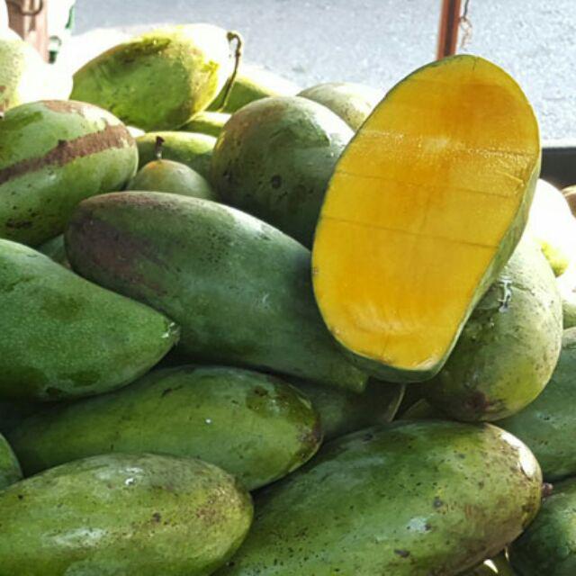 Pokok Mangga mango tree khawin: Siku Raja /Lemak /Kelapa / Epal / Gajah ...