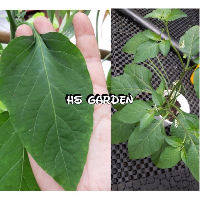 400 biji benih Sayur Meranti (Daun besar) | Shopee Malaysia