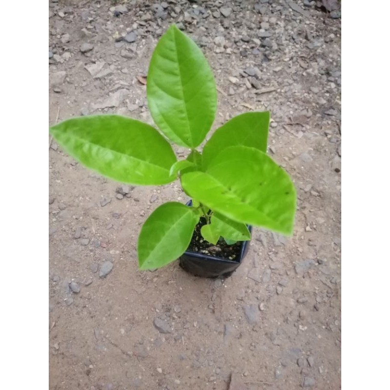 💥TERMURAH💥Anak pokok markisa merah | Shopee Malaysia
