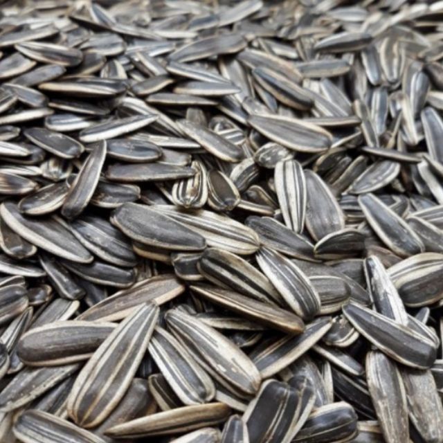 [Ready Stock] 500 gram Kuaci Bunga Matahari / Sunflower Seeds Original ...