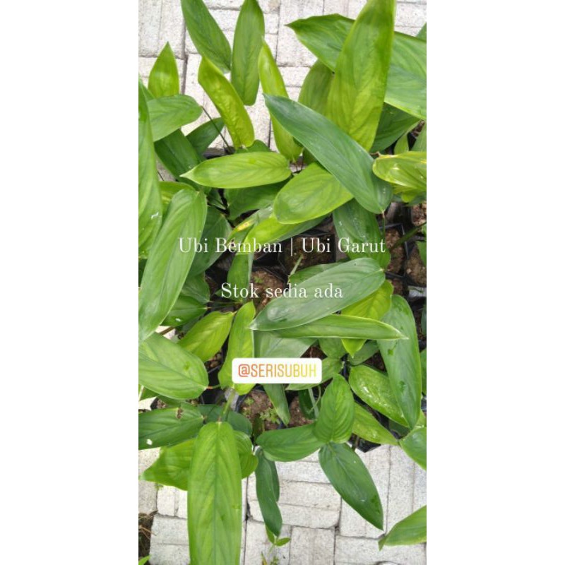 ARROW ROOT | UBI GARUT | UBI BEMBAN | ANAK POKOK | Shopee Malaysia