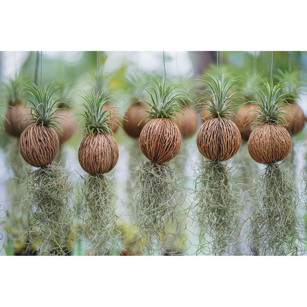 The Plant Project | Ionantha and Tillandsia Usneoides (Spanish Moss ...