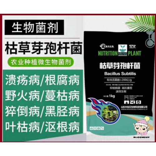 *BloomsMY* Organic Plant Fungicides//Bacillus Subtilis / Ubat Kuman ...