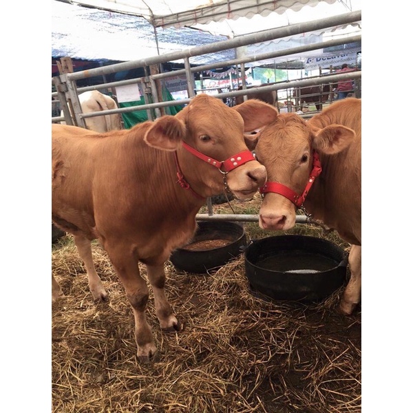 tali muka lembu kerbau Boleh laras | Shopee Malaysia