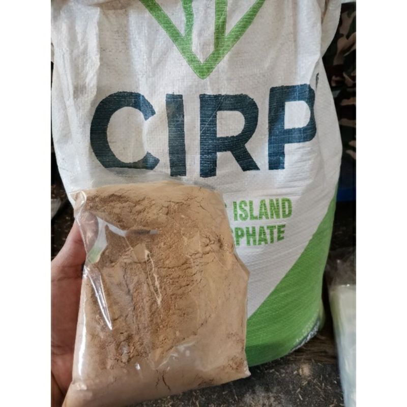 Semaian Berkualiti Anak Pokok Pandan Kuning Hiasan Pokok Renek Mudah ...