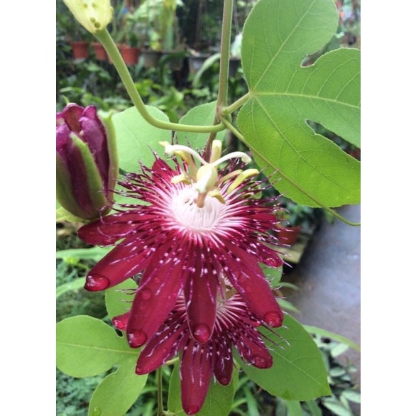 Pokok Bunga Passiflora Lady Margaret Real Plant | Shopee Malaysia