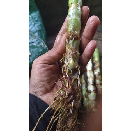 Anak Benih Rumput Napier Pandan | Shopee Malaysia