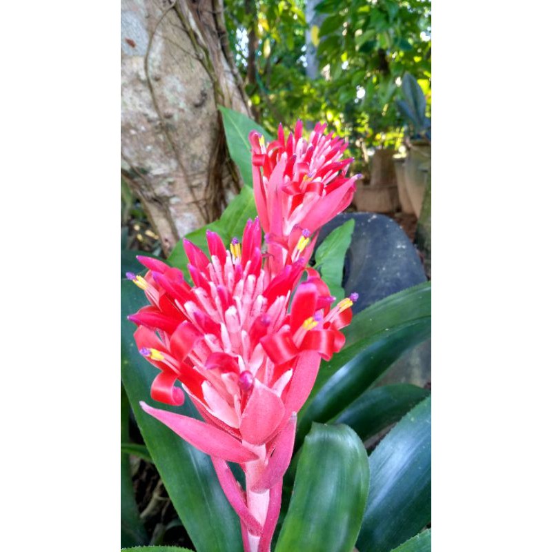 2 pokok Bromeliad merah Billbergia pyramidalis pokok hidup | Shopee ...