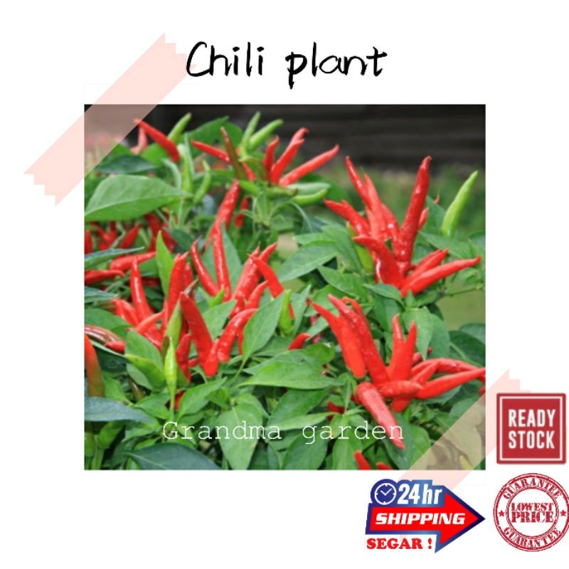 (GG real plant) chili plant ^ pokok hidup hiasan rumah luar live ...
