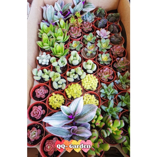 QQ-garden🌷Promotion‼️Readystock‼️Succulent set🌸 Randomly 🌸多肉套装随机 ...