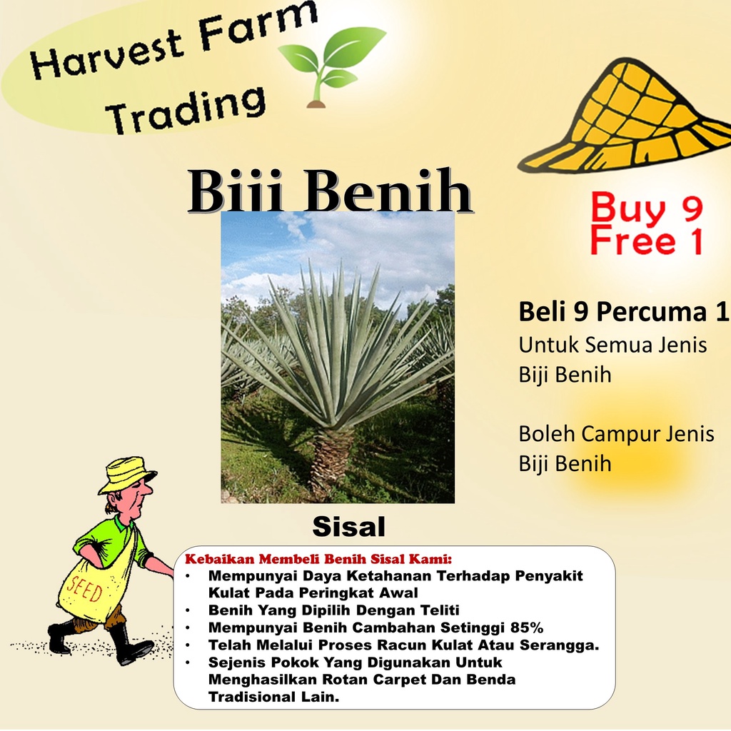 Biji Benih Sisal 20Pcs +- Sisal Seeds vegetables seed fruit seed plant ...