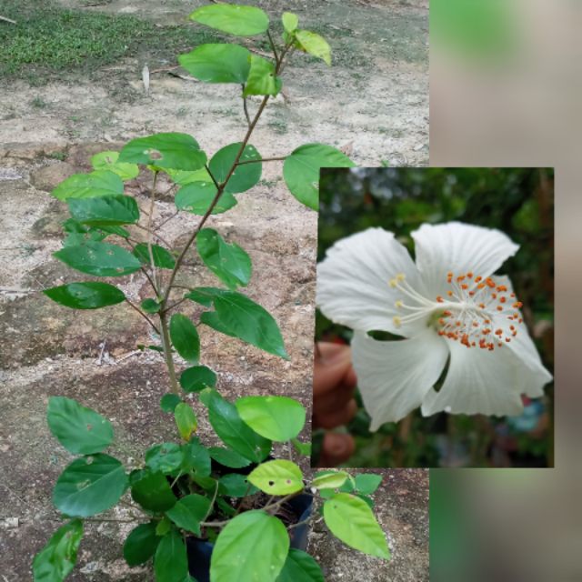 BUNGA RAYA PUTIH KAMPUNG | WHITE HIBISCUS | ANAK POKOK | Shopee Malaysia
