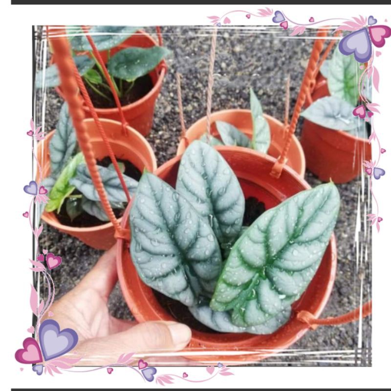 keladi caladium alocasia silver dragon | Shopee Malaysia