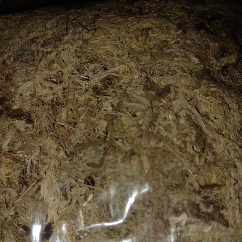 High Quality Sphagnum Moss (Lumut Kering Terbaik)_by Saudagar Aroid ...
