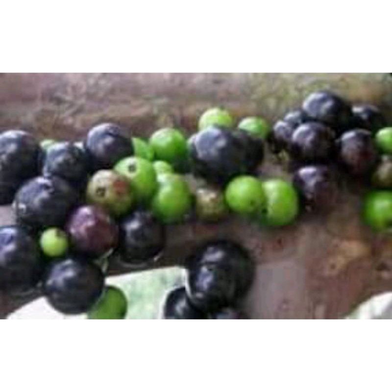 Jabuticaba Tree 🌱🔥树葡萄苗🌱🔥Anak Pokok Anggur Brazil🌱🔥Hot sale🔥 | Shopee ...