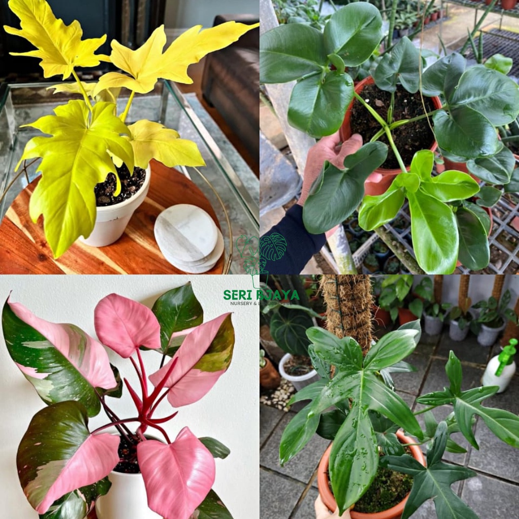 Philodendron Series - Rare Pink Princess/Imperial Red/Black Cardinal ...