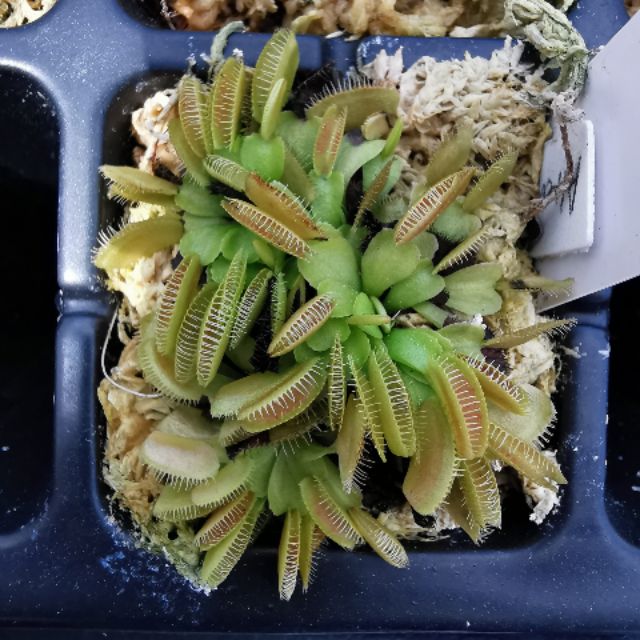 Dionaea Muscipula "Alien" Venus Flytrap Carnivorous Plant | Shopee Malaysia