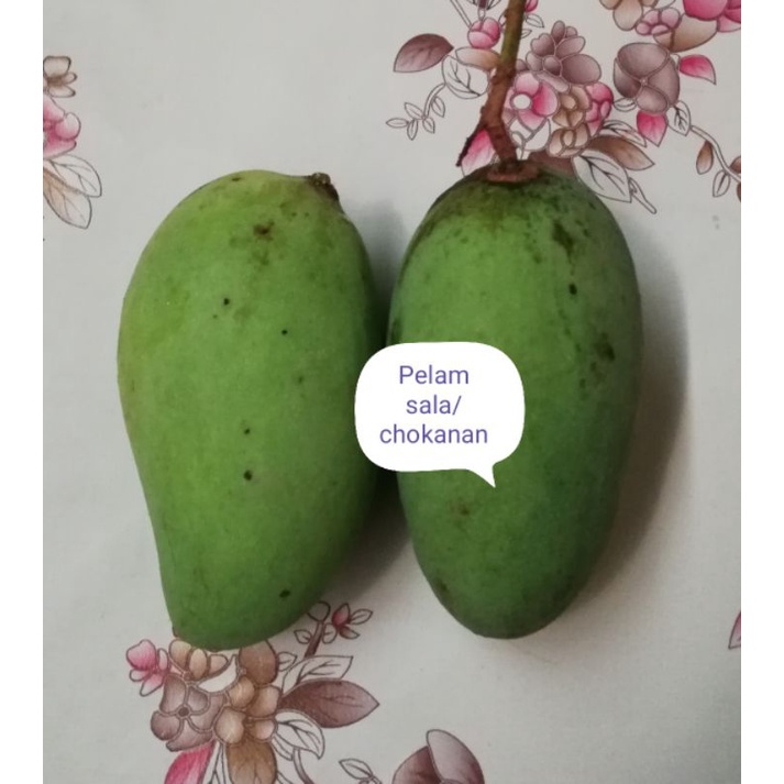BUAH MANGGA 1 KG MEMPELAM PELAM PAUH KAMPUNG HARUM MANIS PELAM TELUR ...