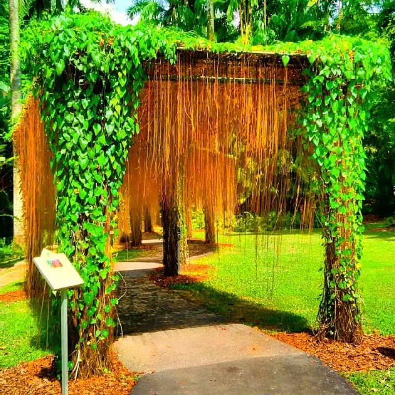 Curtain vine (keratan berakar)Princess Vine Cissus nodosa Thousand ...