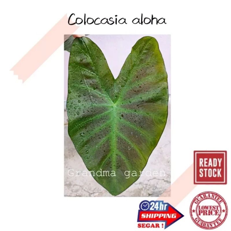 (GG real plant) colocasia aloha pokok keladi hidup hiasan rumah dalaman ...