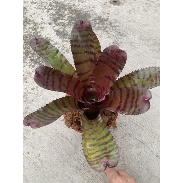 Bromeliad - Red groves tiger without pot | Shopee Malaysia