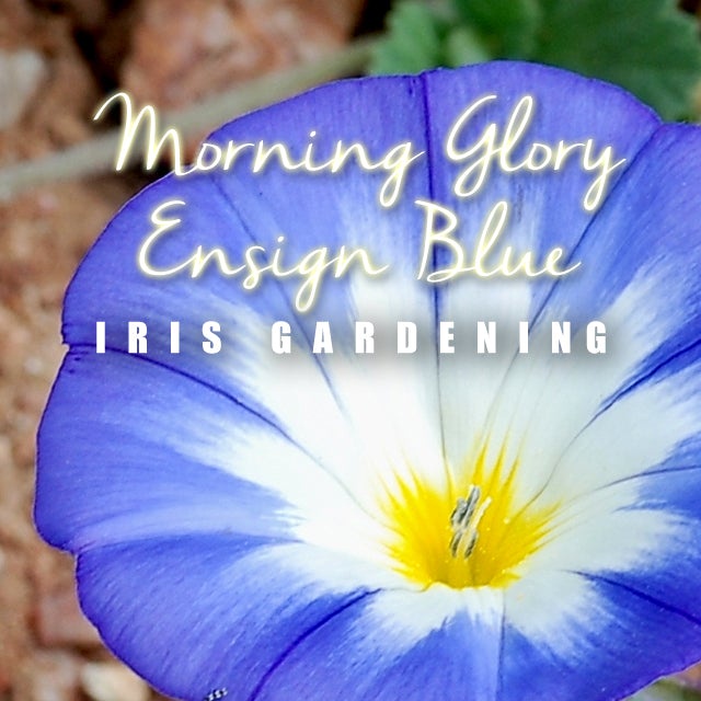 (5 Biji) Benih Bunga Morning Glory Flower Seeds Ensign Blue, Iris Gardening | Shopee Malaysia
