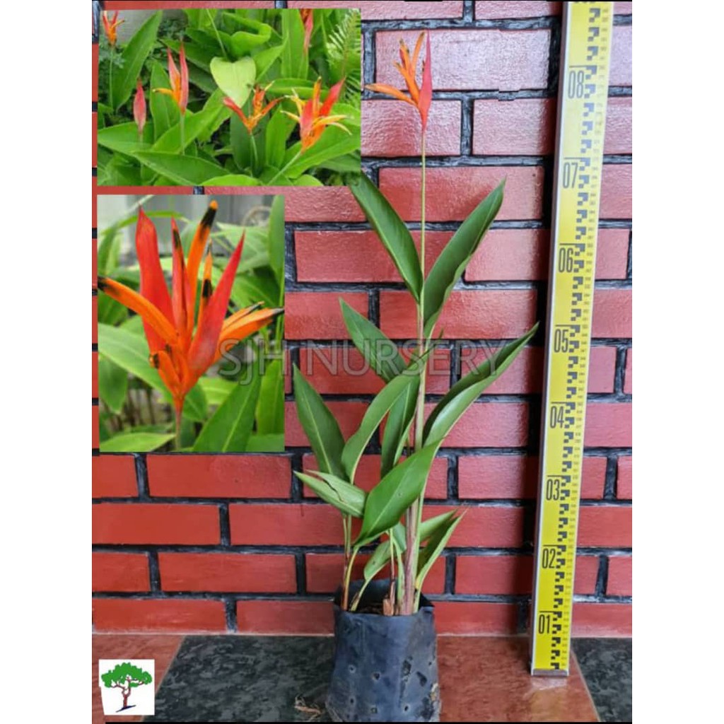 SJH - Heliconia 'andromeda' 天堂鸟 [Real Plant/Live Plant/Bunga Hidup ...