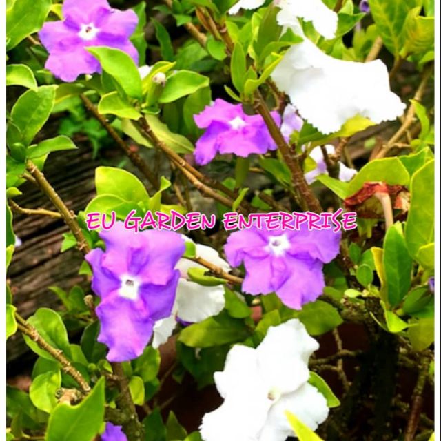 Pokok Bunga YTT ( Yesterday Today Tomorrow ) Berbau Wangi | Shopee Malaysia