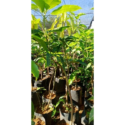 anak pokok mempelam harum manis | Shopee Malaysia