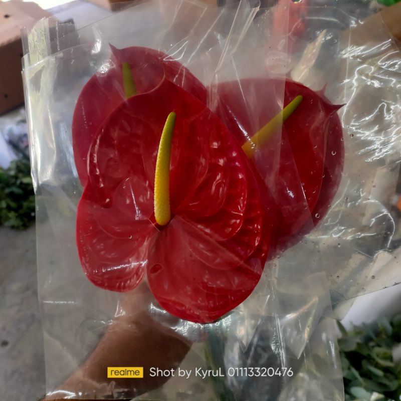 Fresh Cut Anthurium Red 🍀5pcs🍀 M Size🍀 | Shopee Malaysia