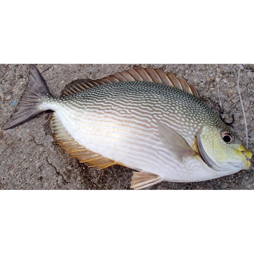 Ikan Dengkis / Belais (Rabbitfish) | Shopee Malaysia