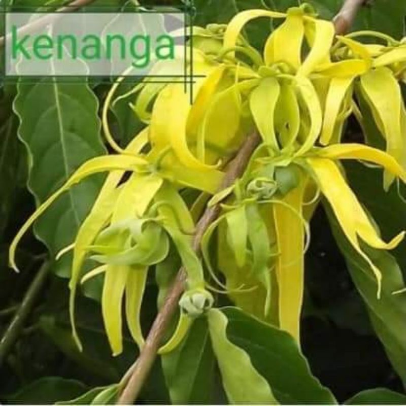 restock Pokok Bunga Kenanga Kampung Siam Bangkok Katik wangi Cempaka ...