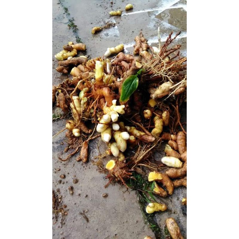 Benih Temu Pauh, @ Temu Mangga | Shopee Malaysia