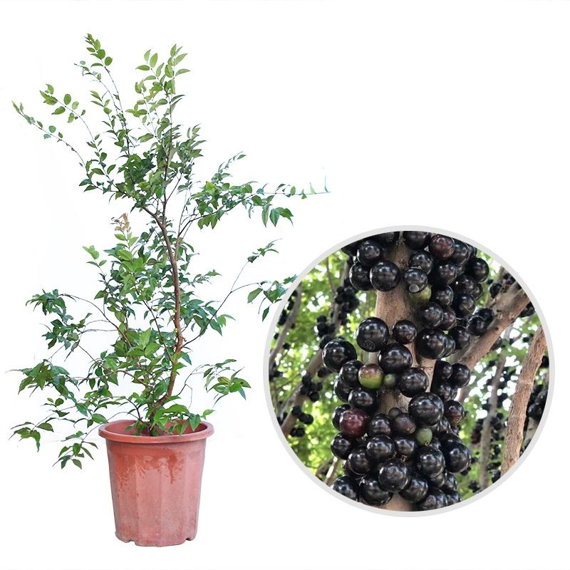 🍇 Anak pokok anggur brazil 🍇 Jaboticaba Tree 🍇Jabuticaba Brazilian ...