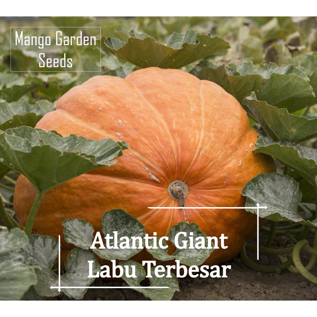 Atlantic Giant Pumpkin Seeds - 5 Seed = Labu Terbesar di Dunia, Boleh ...
