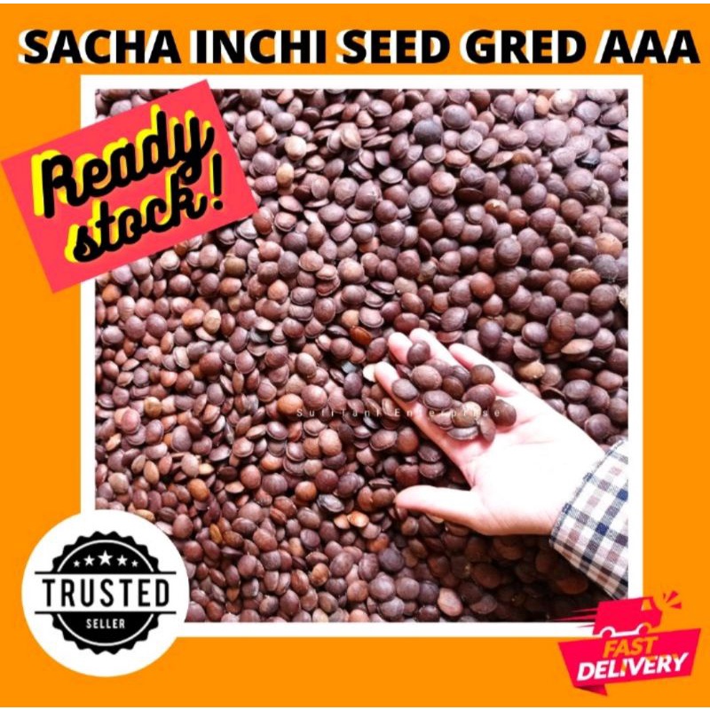 [READY STOCK] BIJI BENIH KACANG SACHA INCHI TINGGI KANDUNGAN OMEGA ...