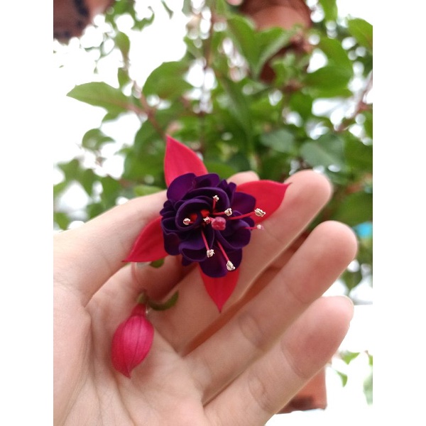 [Paling Horticulture Sdn Bhd] Fuschia Flower 吊钟花 | Pokok Bunga Tanglong ...