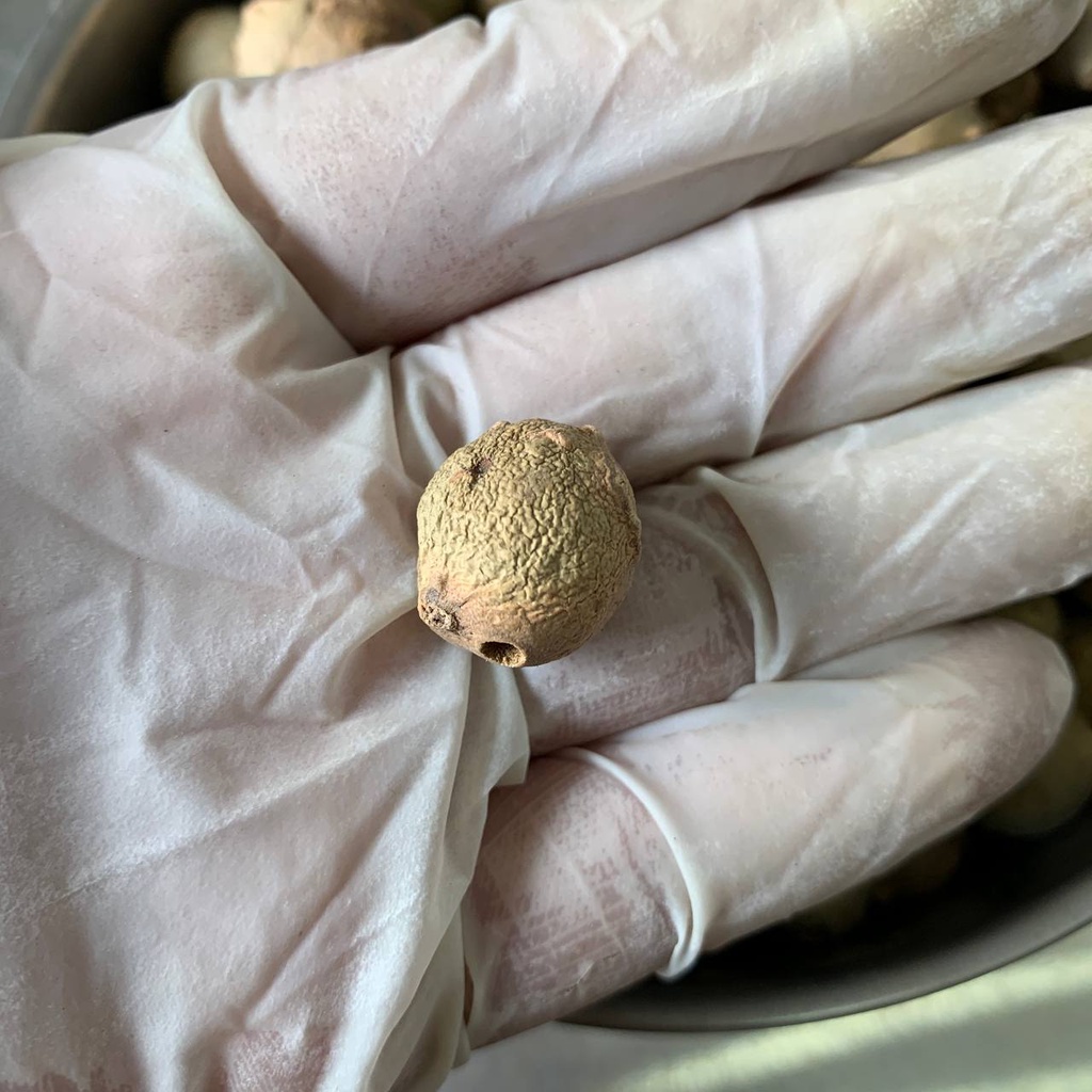 1 BIJI MANJAKANI ASLI TRADISI ORANG KAMPUNG ORANG LAMA | Shopee Malaysia