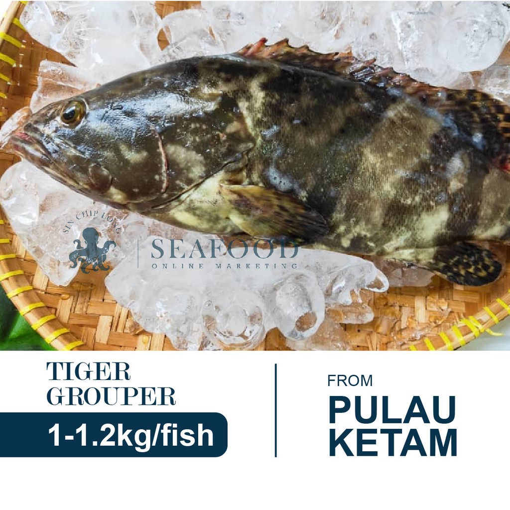 Dragon Tiger Grouper | 龙虎斑-现捕活冻 | Shopee Malaysia