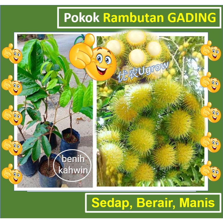 Anak Pokok Rambutan Gading Rambutan Kuning R156 黄毛红毛丹 树苗 Sapling Yellow ...