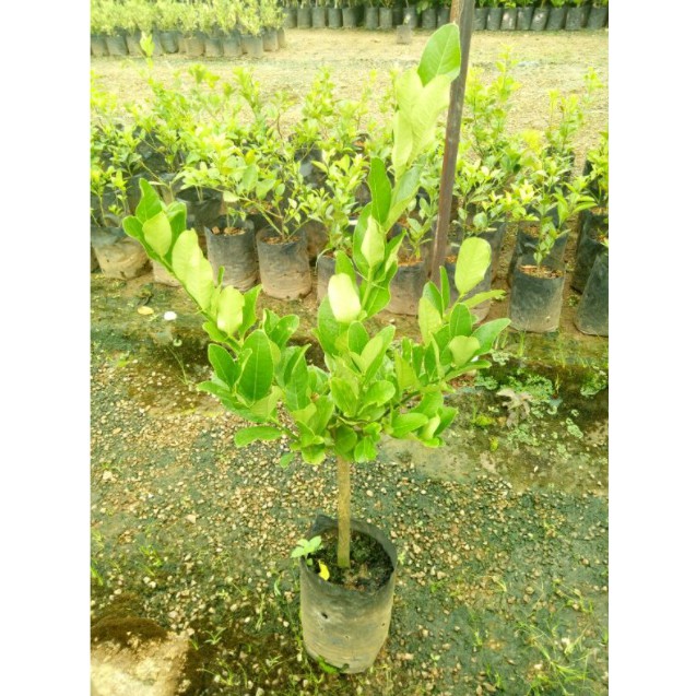 Anak Pokok Limau Jari Harimau Cepat Berbuah | Shopee Malaysia