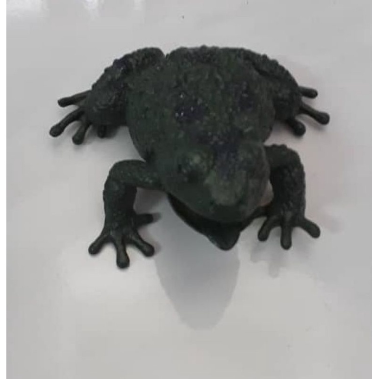Simulation Amphibian Animals Model Frog Life Cycle Stages Action ...