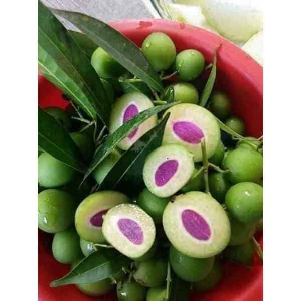 SETAR KG MUDA | BUAH KUNDANG MUDA | BUAH SETAR PUTIK | RUMIA FRESH| WOH ...