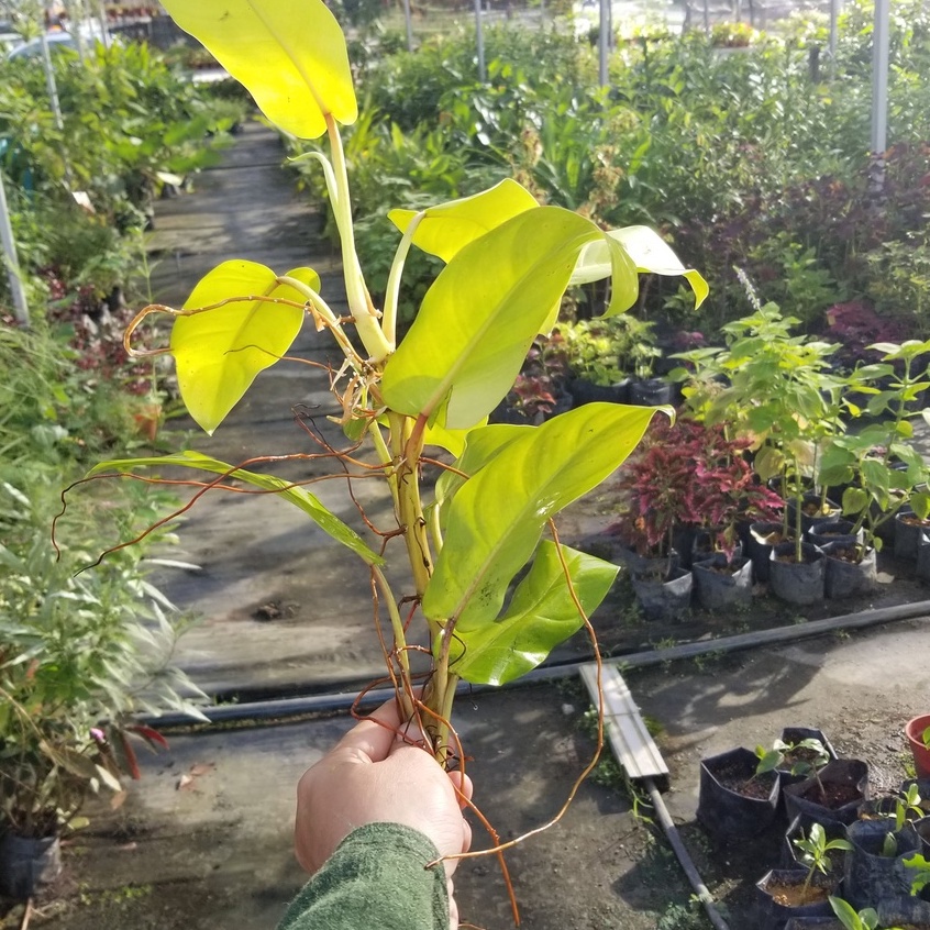 MKT - Philodendron erubescens gold (Philodendron Malay Gold) cutting ...