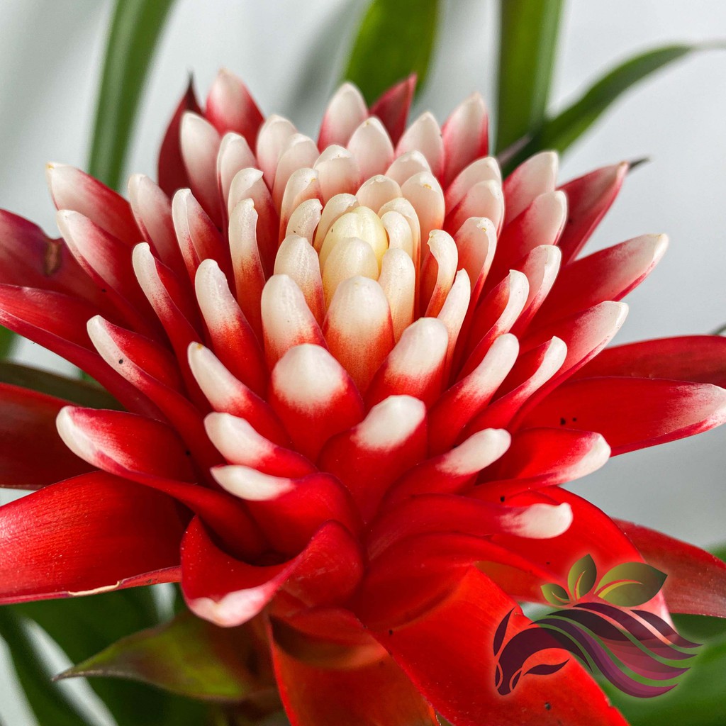 [Bromeliad] Bromeliad collection series Fire ball Voodoo doll ...